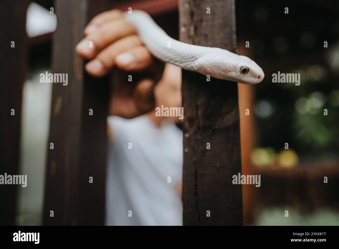 Reptile dynamics hi-res stock photography and images - Alamy