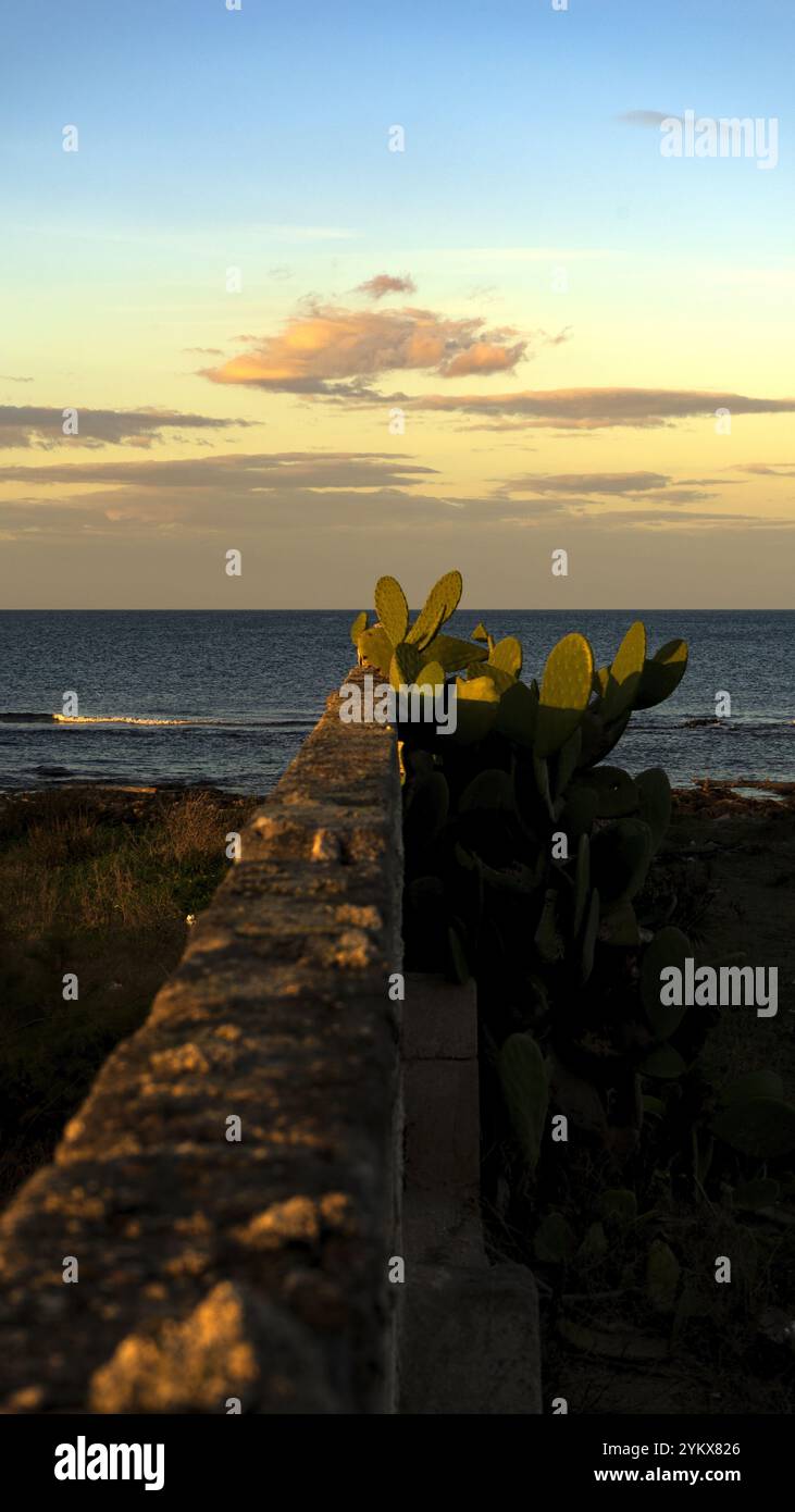 E una pianta grassa hi-res stock photography and images - Alamy