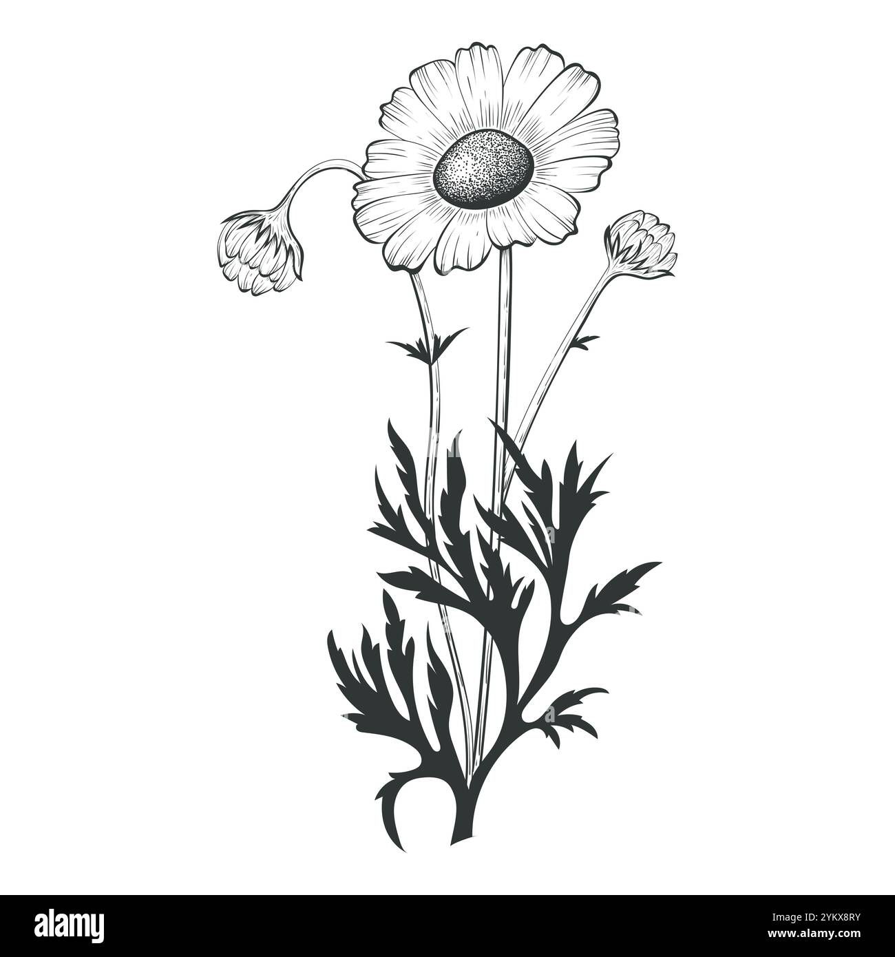 Hand-drawn chamomile flower outline vector illustration, botanical ...