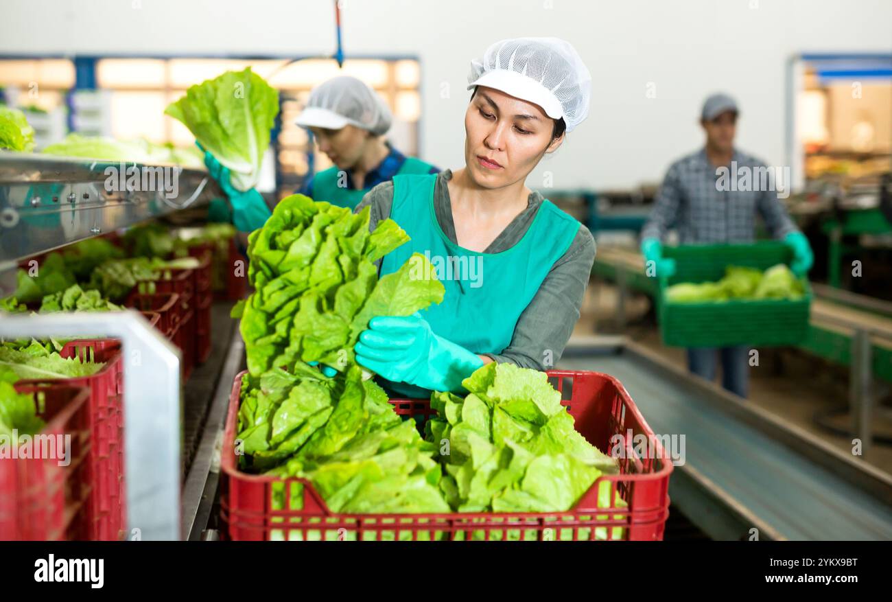 Workwoman arranging lettuce in boxes on vegetable sorting line Stock ...