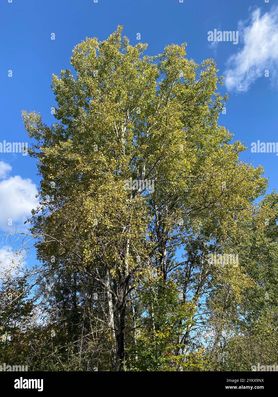 Poplar tree leaves smartphone stock photos and images - Alamy