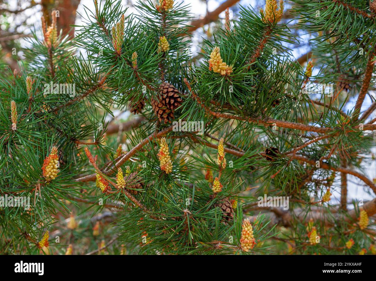 Blooming cone hi-res stock photography and images - Alamy