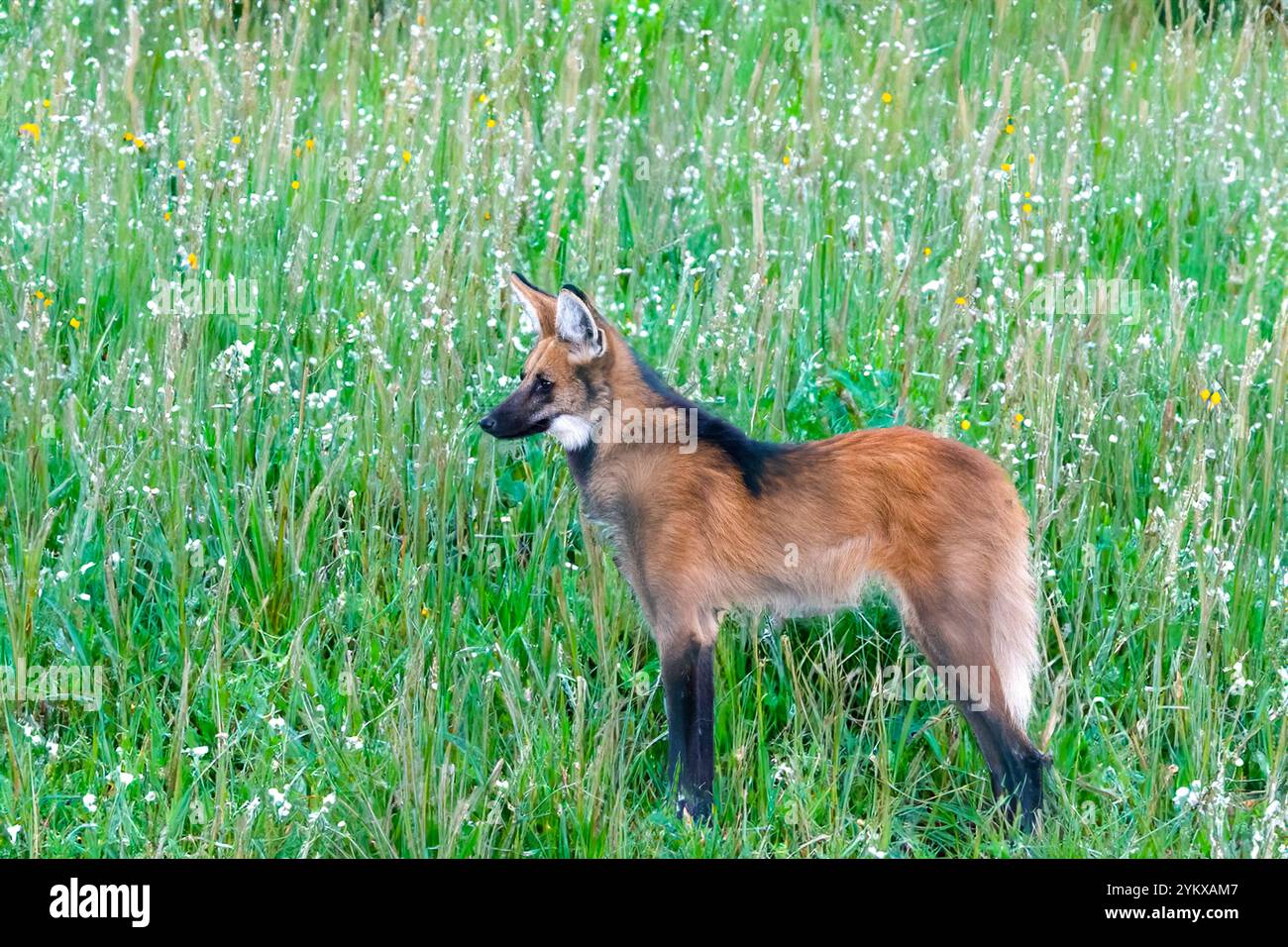 Wild Guará wolf (Chrysocyon brachyurus) one of the rarest wolves in the ...