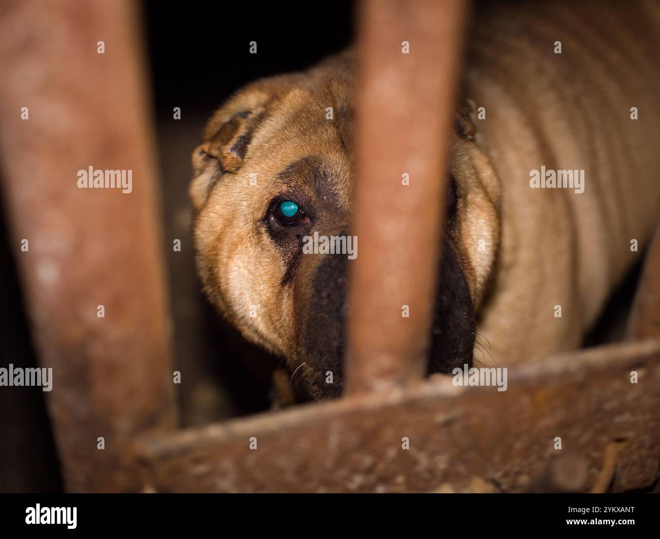 Weary canine hi-res stock photography and images - Alamy