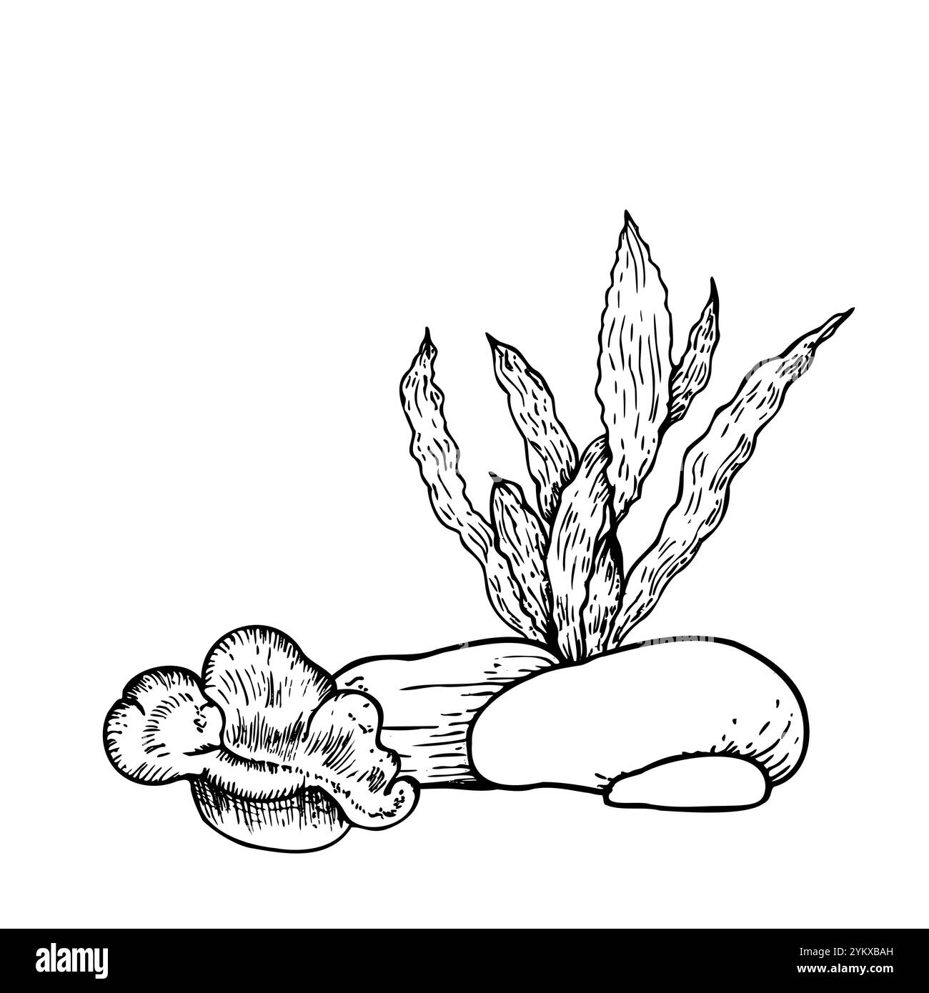 Vector pebbles stone, algae coral. Hand painted line seaweed, laminaria ...