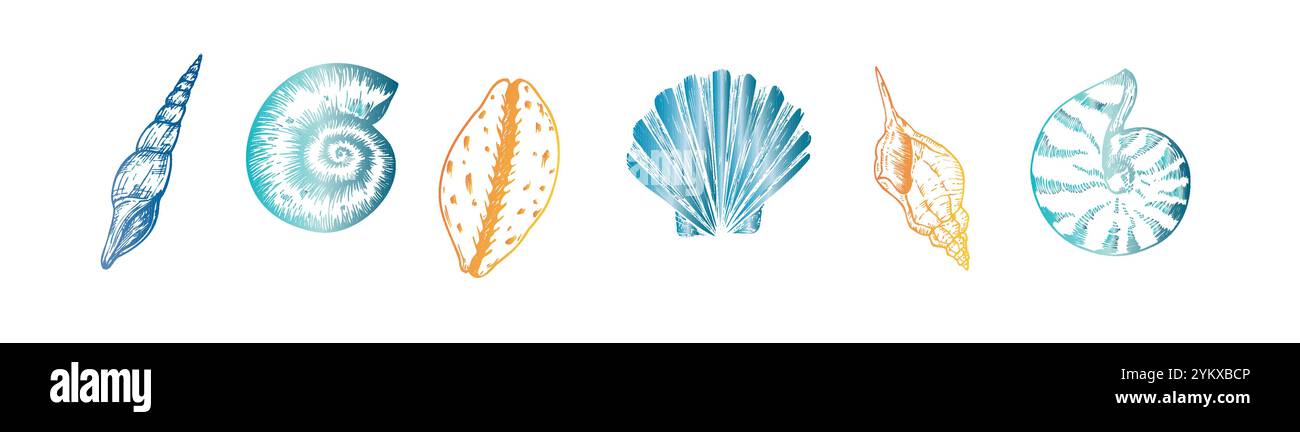 Vector beautiful shell. Hand painted line seashell. Graphic clip art ...
