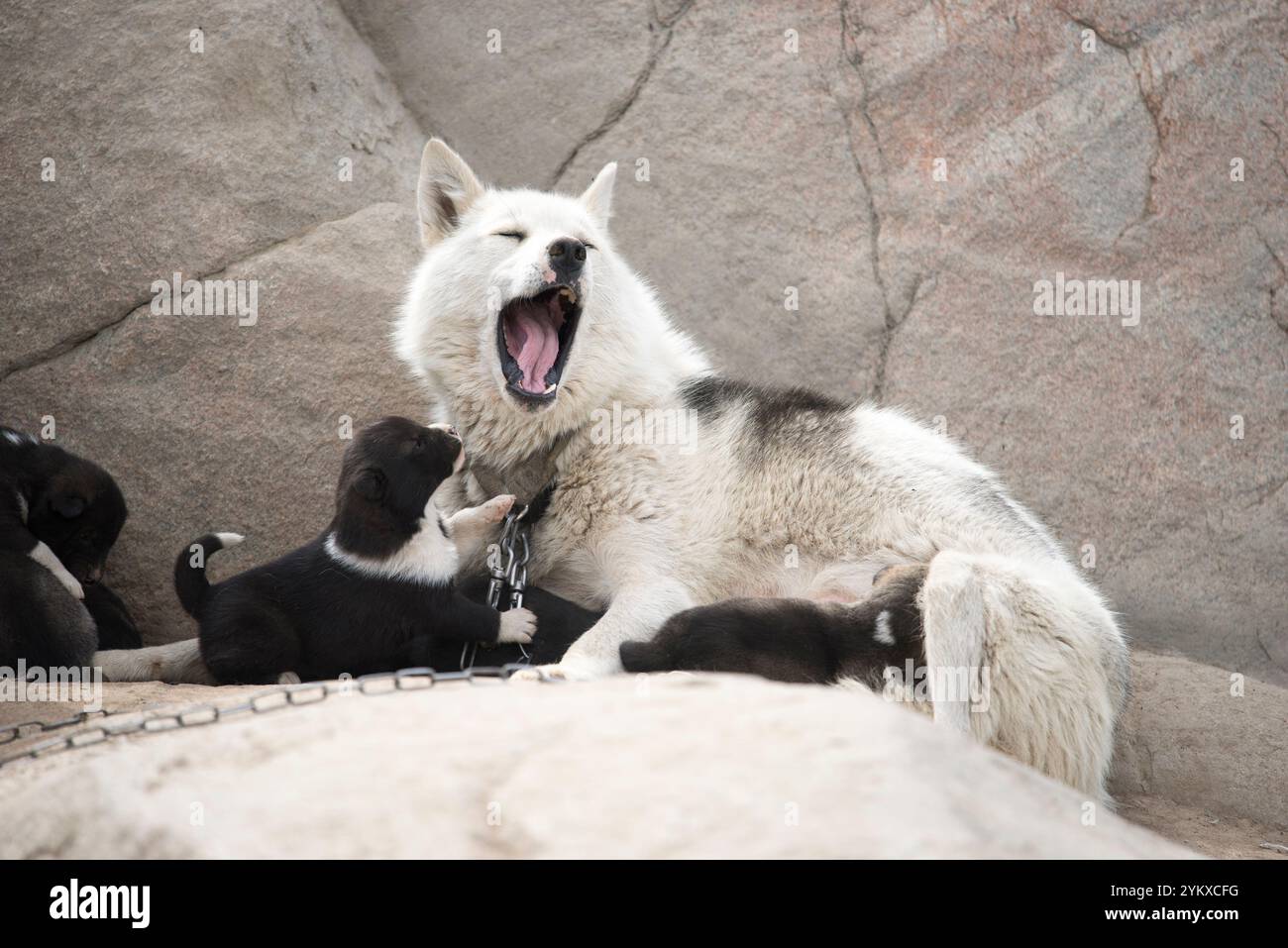 A Greenlandic sledge dog puppy nestles close to its mother in the warm ...