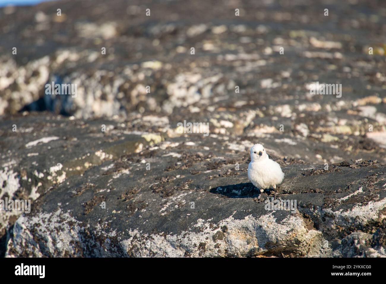 Snow bunting in greenland hi-res stock photography and images - Alamy
