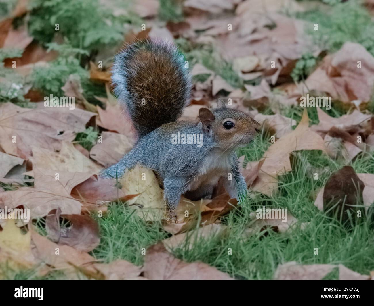 Squirrel on leaves Stock Photo - Alamy