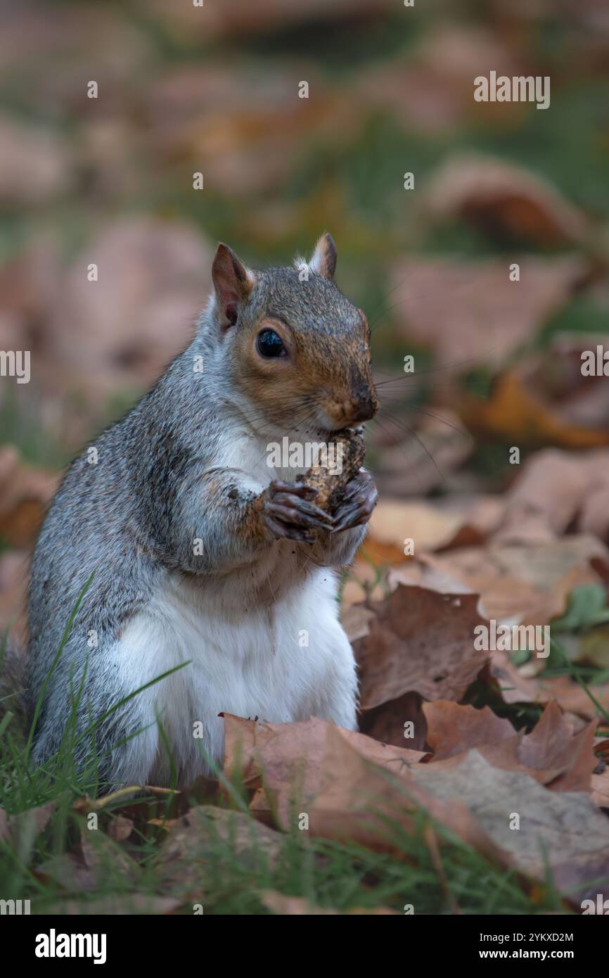 Squirrel eating peanut Stock Photo - Alamy
