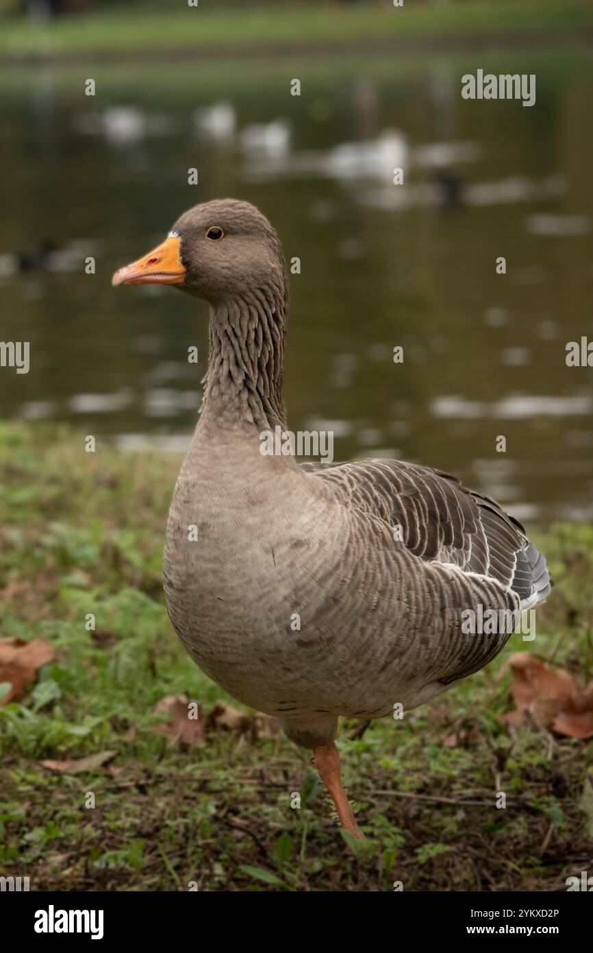 Long neck duck hi-res stock photography and images - Alamy