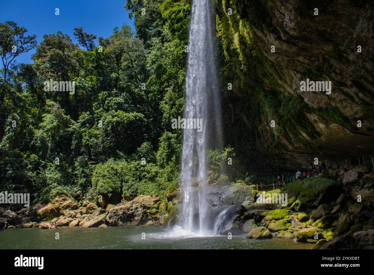 Stunning vertical waterfall in a lush tropical forest surrounded by ...