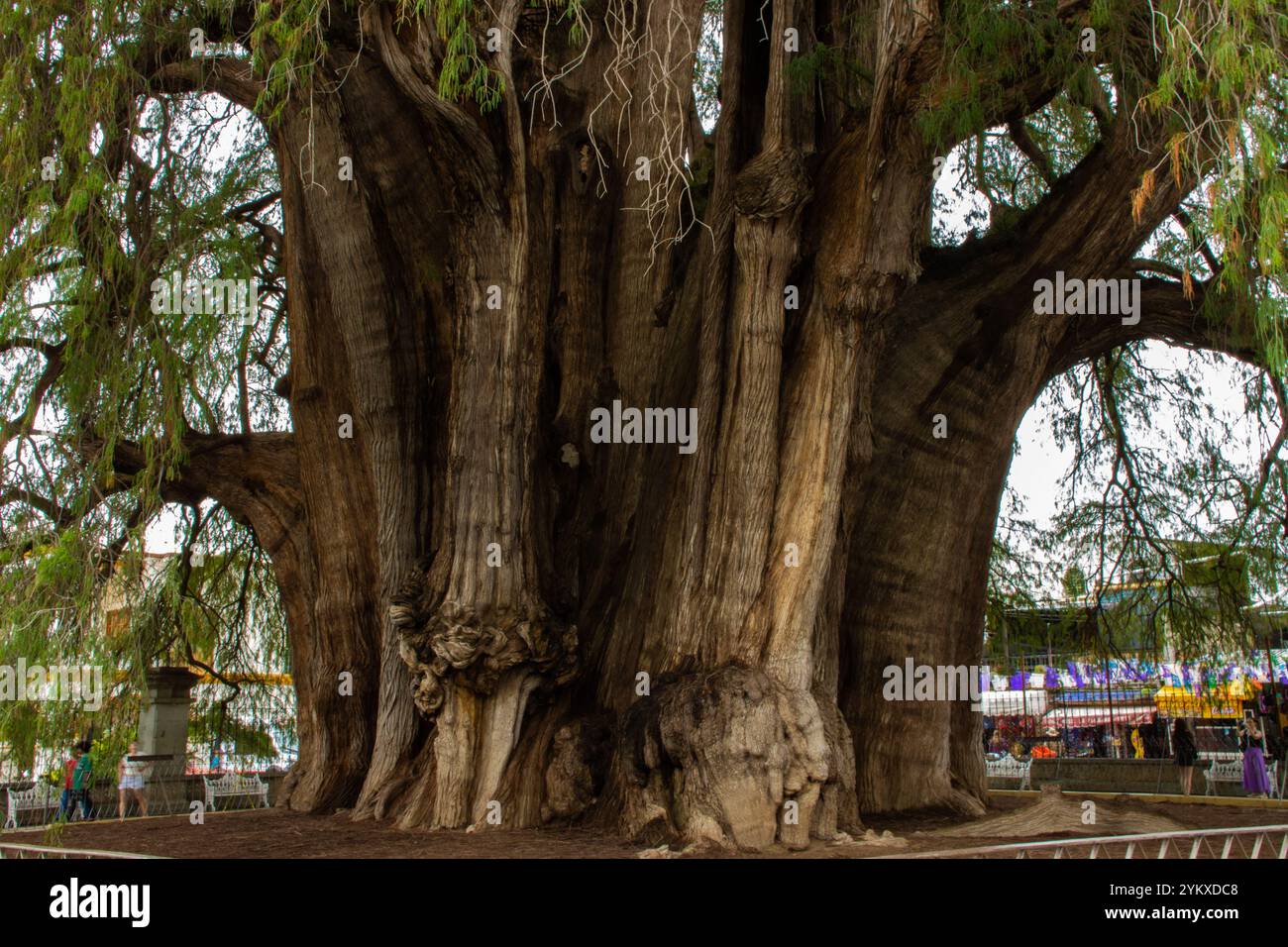 Giant cypress tree hi-res stock photography and images - Alamy