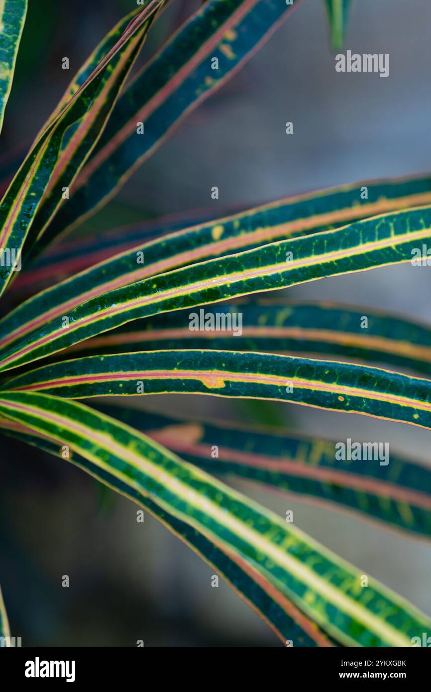 Fragment of striking plant showcases long, narrow leaves with vibrant ...