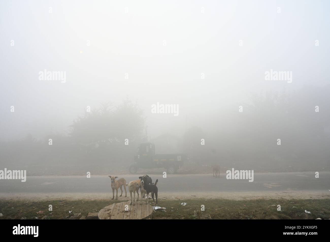 New Delhi, India. 19th Nov, 2024. GREATER NOIDA, INDIA - NOVEMBER 19 ...