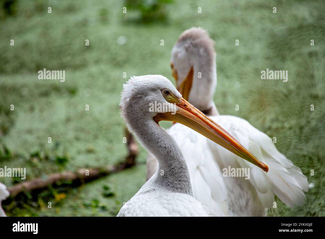 Large white bird with black-tipped wings. Eats fish. Photo taken in ...