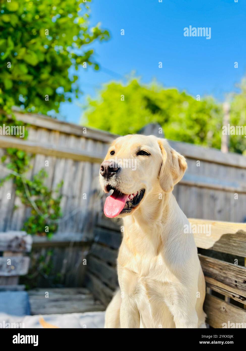 Golden labrador and boy hi-res stock photography and images - Alamy
