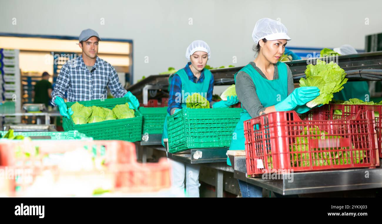 Women and man sorting lettuce in vegetable factory Stock Photo - Alamy