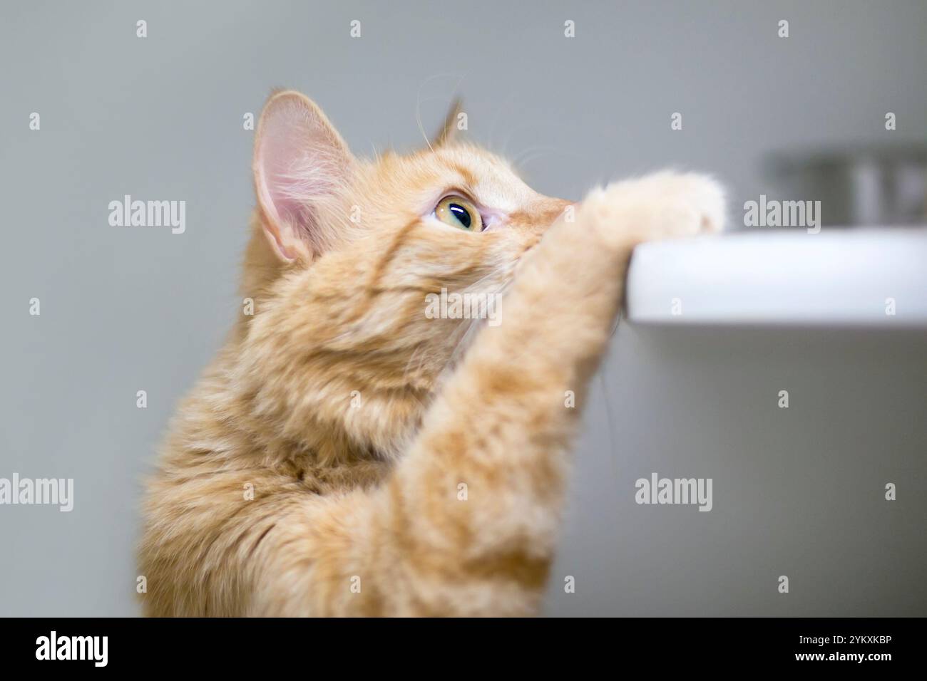 A ginger shorthair tabby cat reaching up and peeking over the edge of a ...
