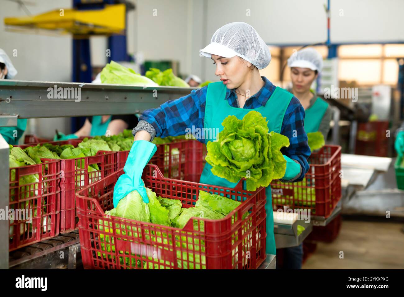 Female worker of vegetable sorting factory arranging lettuce in boxes ...