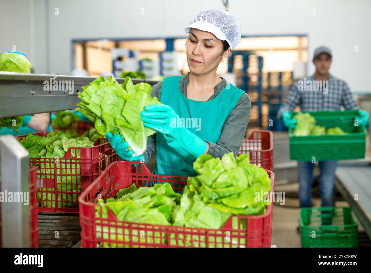 Workwoman arranging lettuce in boxes on vegetable sorting line Stock ...