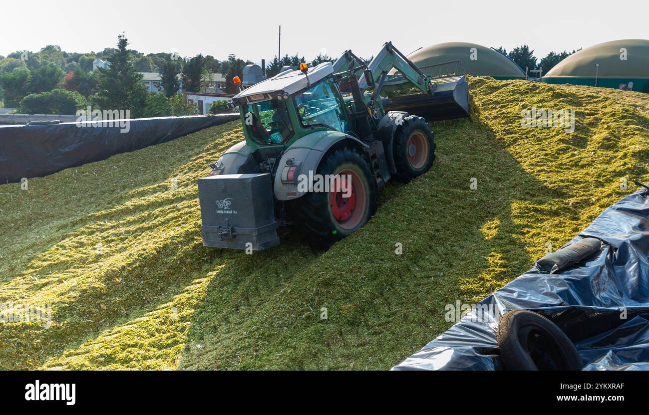Tractor excavator forming pile of chopped fodder corn Stock Photo - Alamy