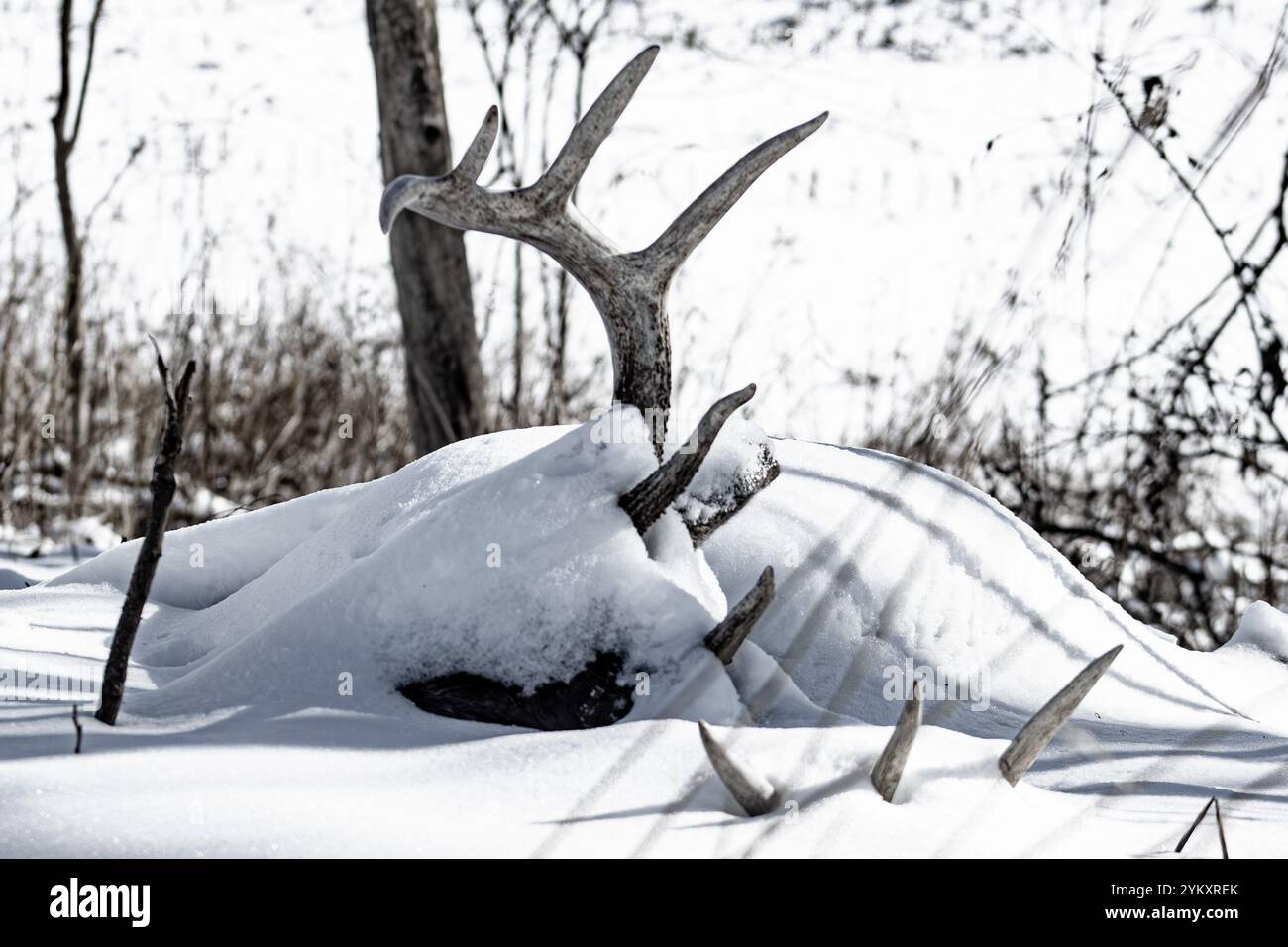 Whitetail Buck Dead in Snow Stock Photo - Alamy