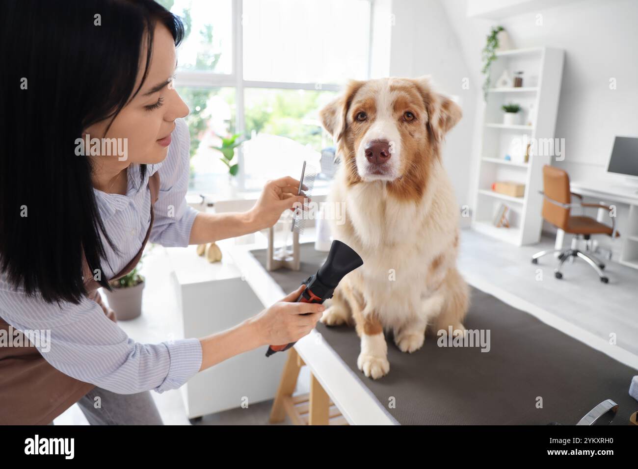 Professional groomer drying fluffy hair hi-res stock photography and ...