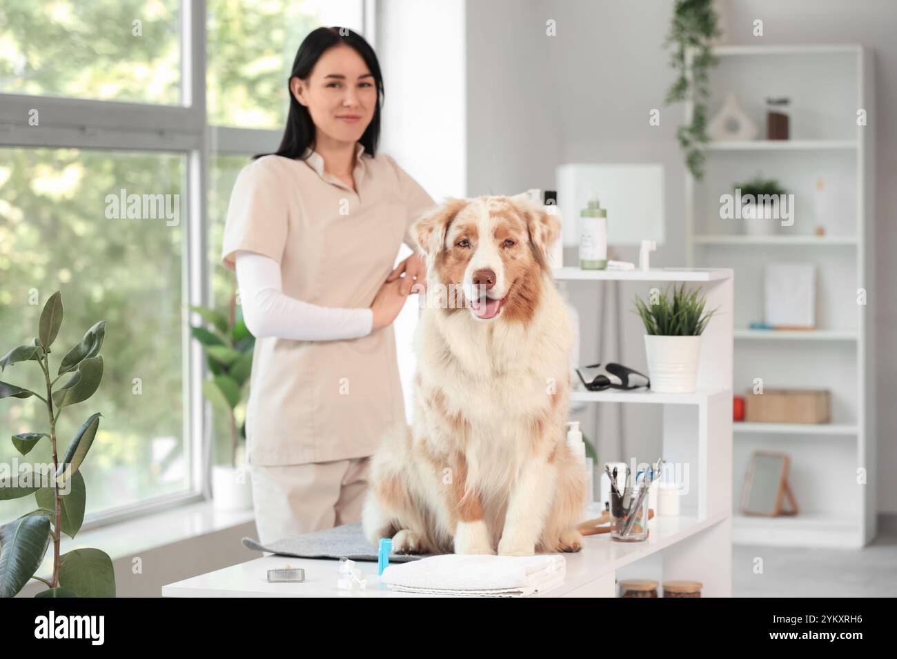 Australian dog grooming hi-res stock photography and images - Alamy