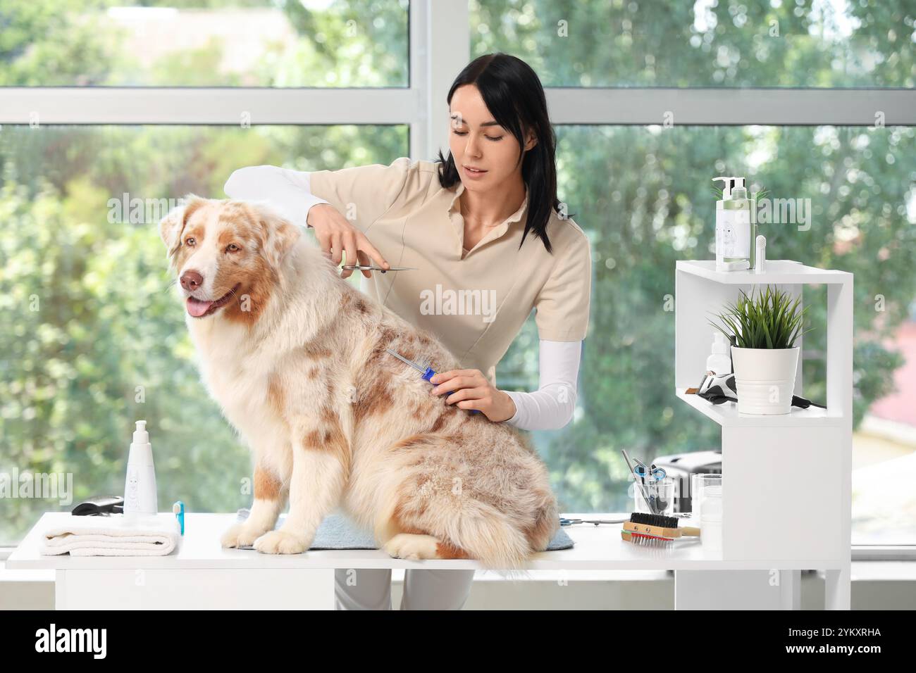 Female groomer cutting Australian Shepherd dog's hair in salon Stock ...