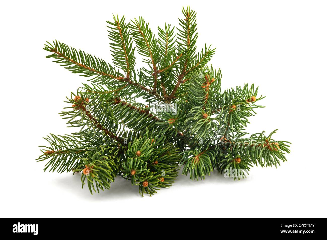 Spruce tree red cones Cut Out Stock Images & Pictures - Alamy