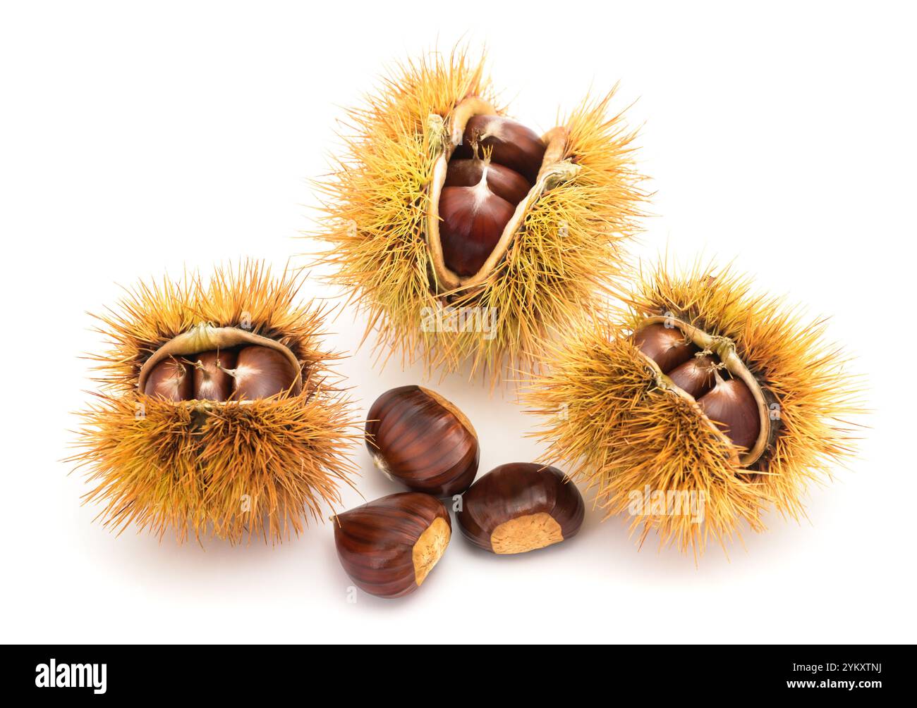 Fresh sweet chestnuts in the shells isolated on white Stock Photo - Alamy