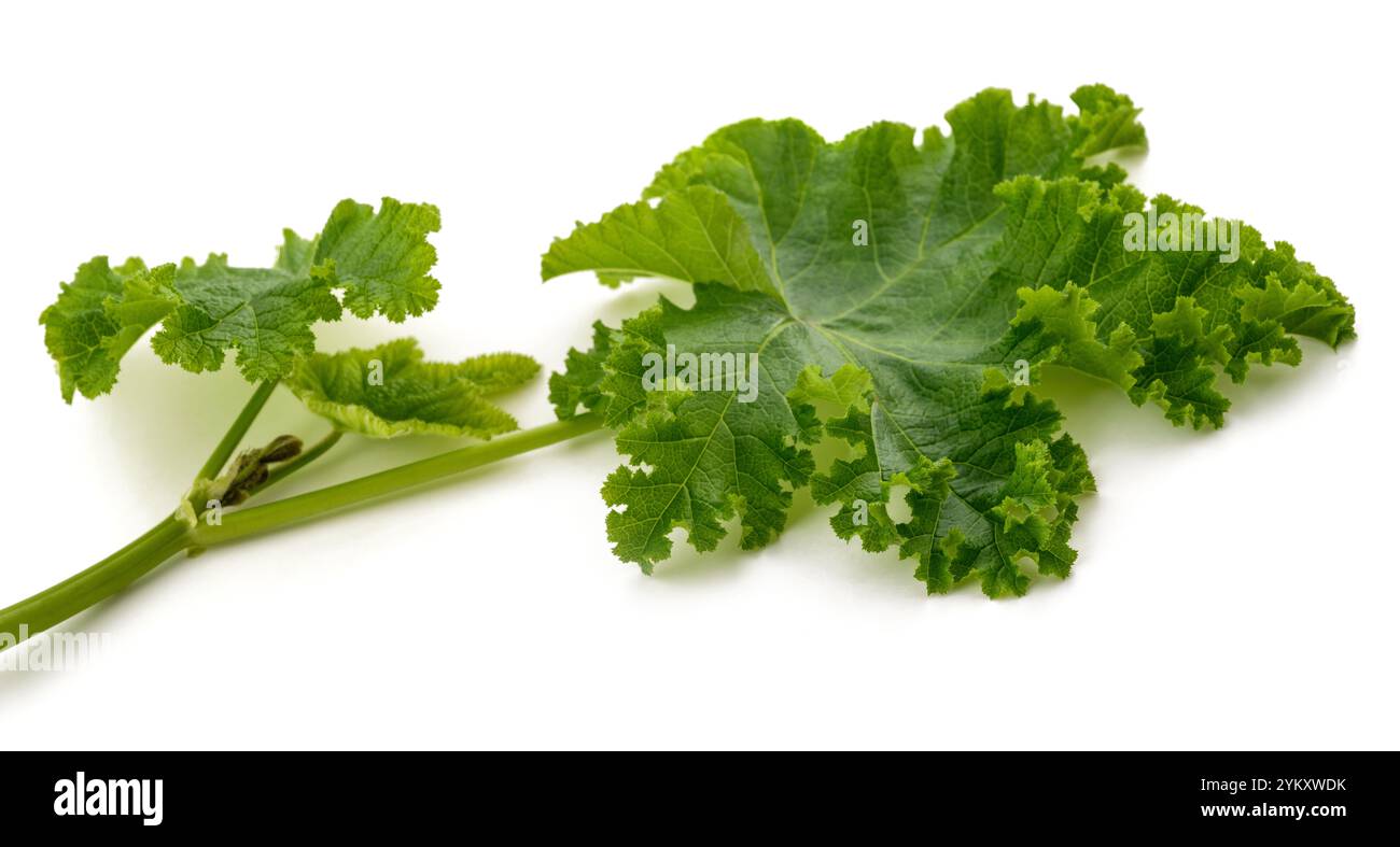 Chinese mallow branch isolated on white background Stock Photo - Alamy