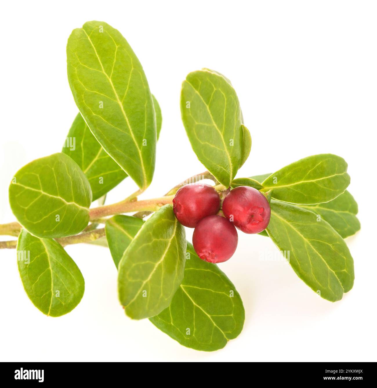 Bog berry Cut Out Stock Images & Pictures - Alamy