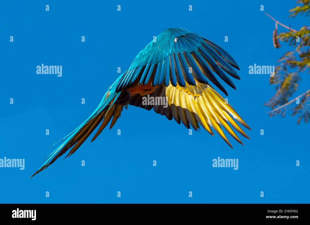 Guacamaya bird hi-res stock photography and images - Alamy