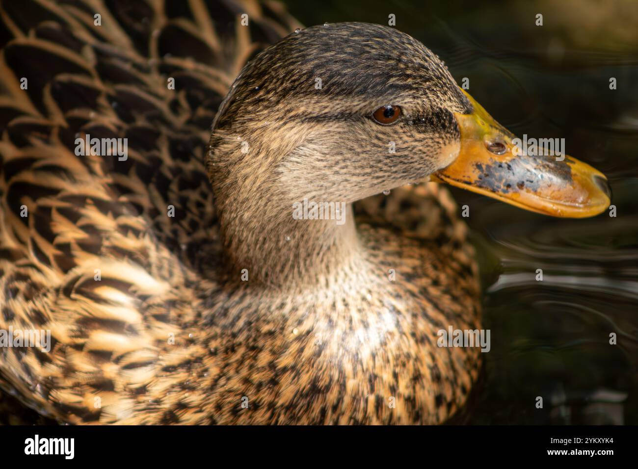 Pato patito hi-res stock photography and images - Alamy