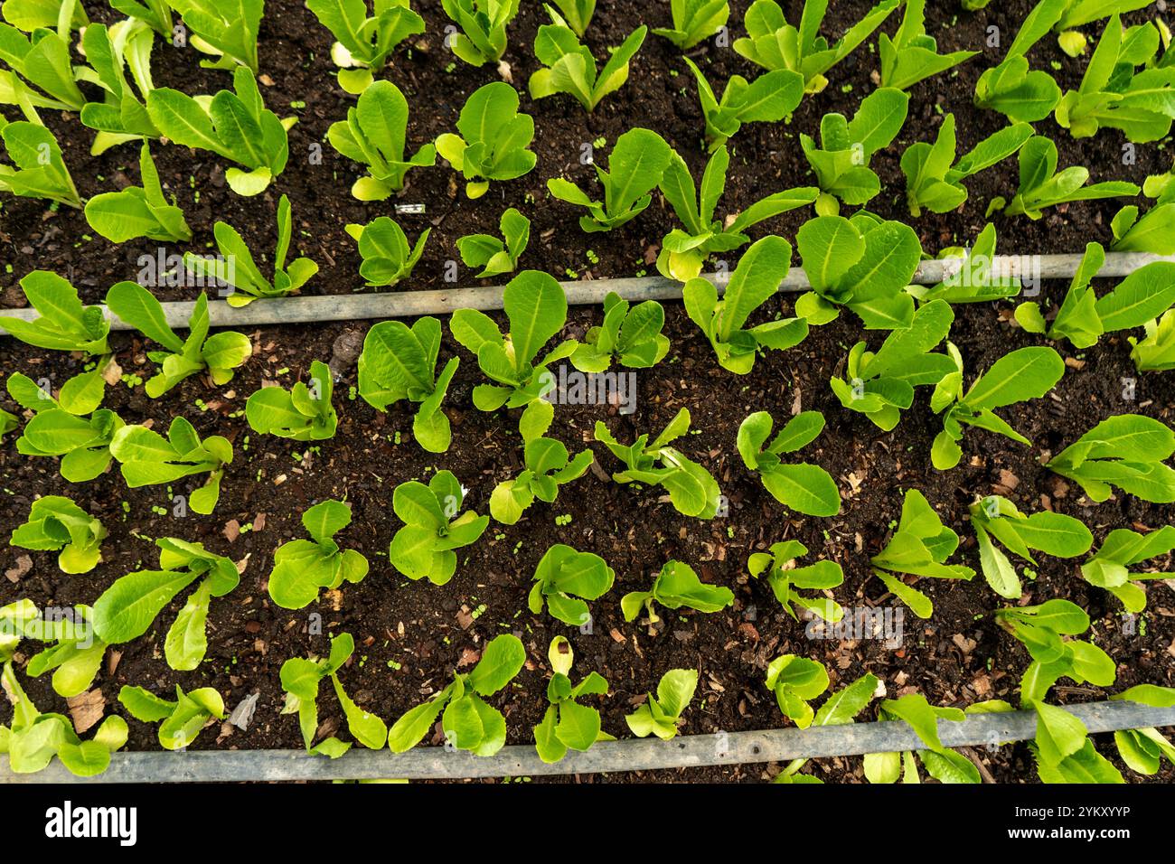 Panoramic shot fresh lettuce hi-res stock photography and images - Alamy