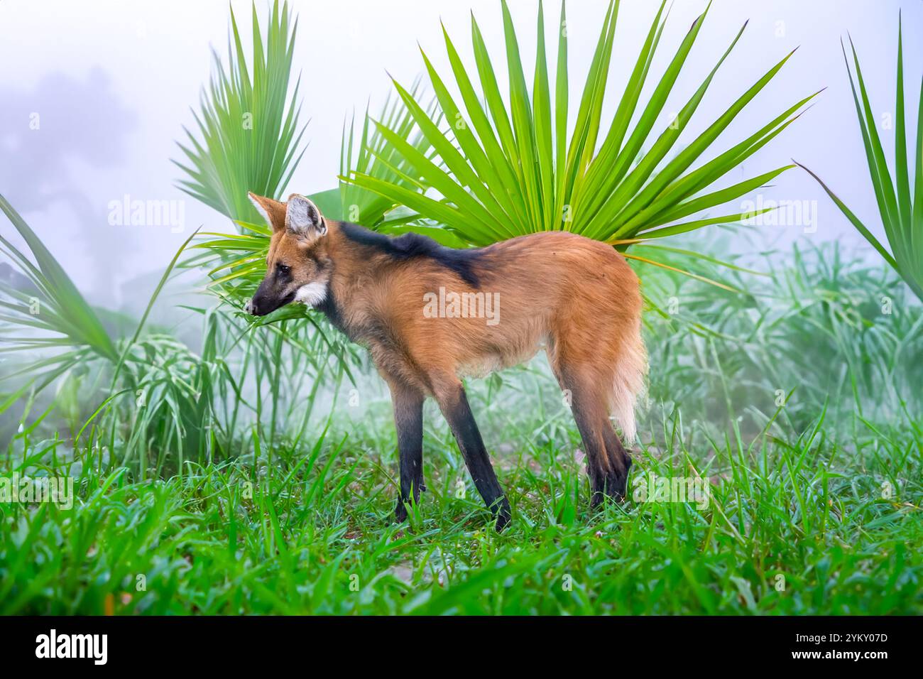 Wild Guará wolf (Chrysocyon brachyurus) one of the rarest wolves in the ...