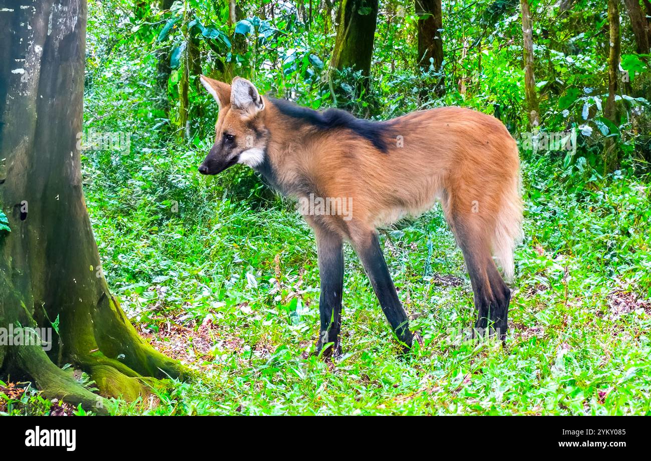 Wild Guará wolf (Chrysocyon brachyurus) one of the rarest wolves in the ...