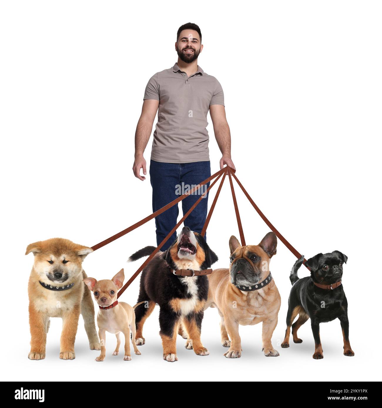 Young man with five different dogs on white background. Dog walking ...