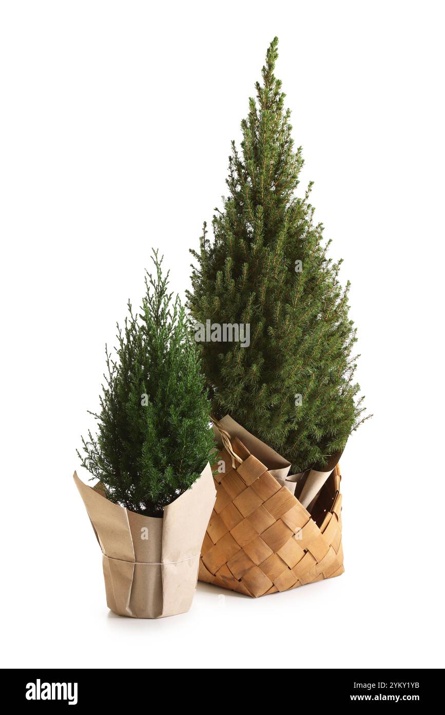 Evergreen small trees Cut Out Stock Images & Pictures - Alamy