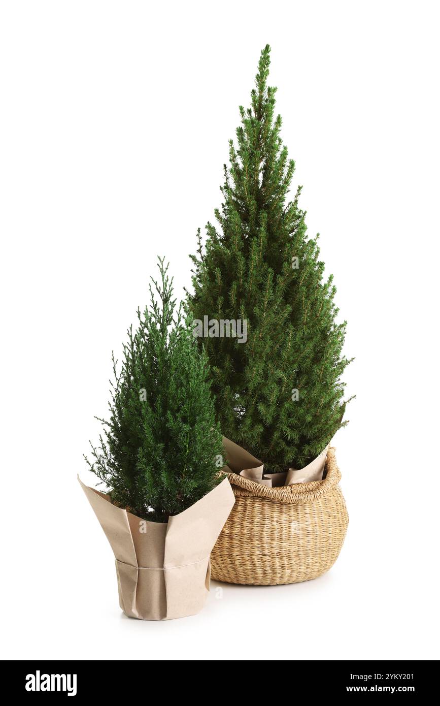 Two small white christmas trees hi-res stock photography and images - Alamy