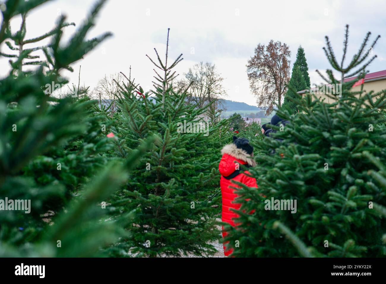Christmas tree nursery.Christmas tree search and selection. girl in a ...