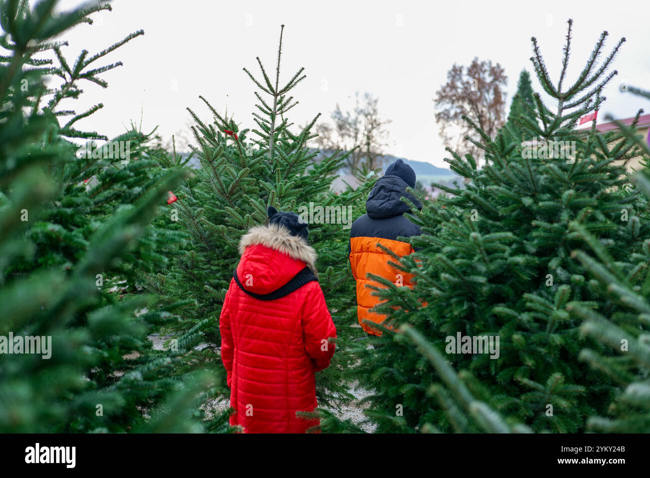 Christmas tree market. family buys a Christmas tree from a nursery ...