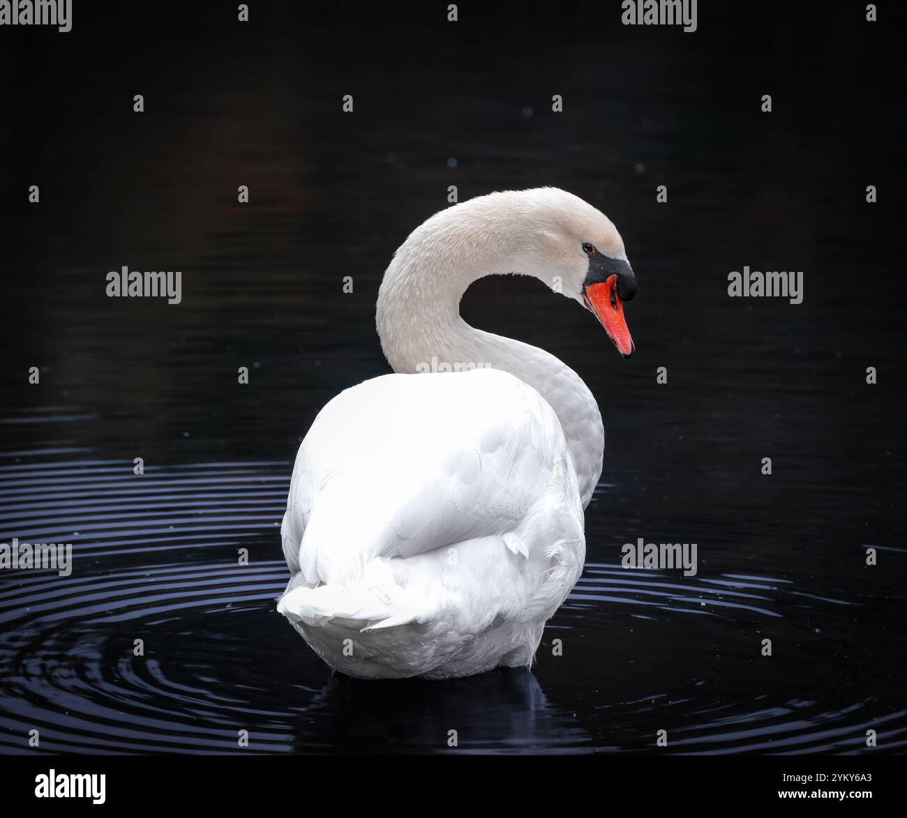 Swan balance hi-res stock photography and images - Alamy