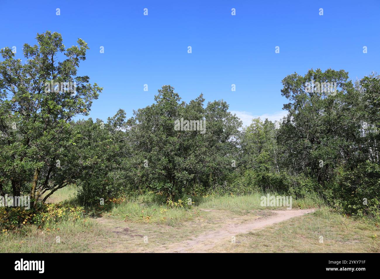 rugged dirt path hiking trail through wildflowers and boreal forest ...