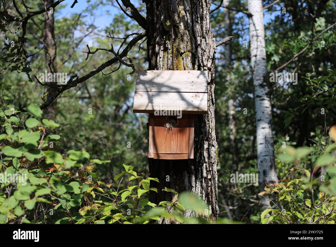 wooden bird house attached to a tree Stock Photo - Alamy