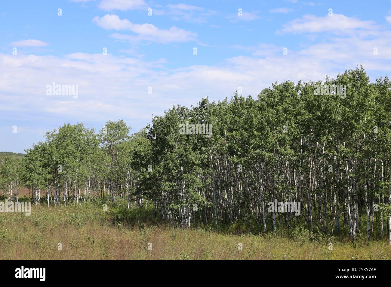 stand of aspen birch poplar trees under clear skies Stock Photo - Alamy