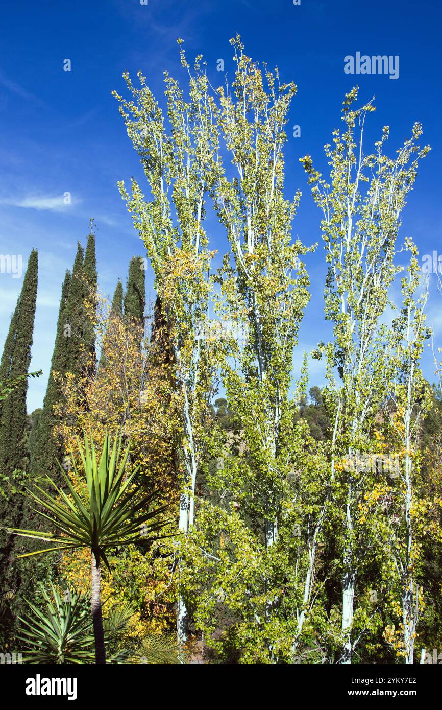 Different types palm trees hi-res stock photography and images - Alamy