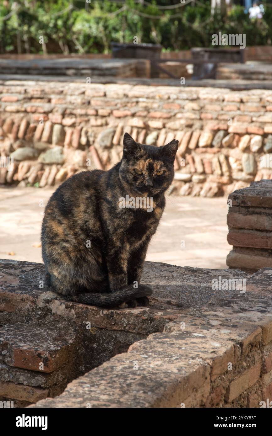 Calico cats hi-res stock photography and images - Alamy